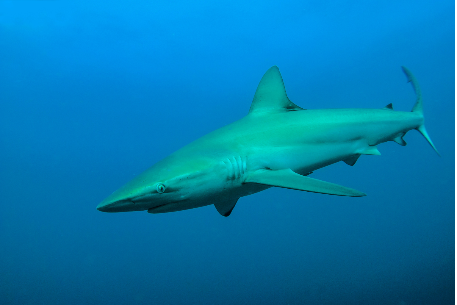 The Jaws Effect - International Doula Life Movement